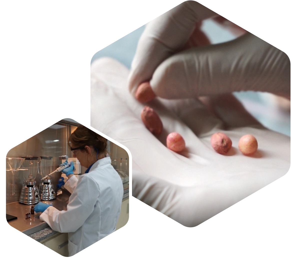 Peanuts Testing, Inspection & Certification | AmSpec